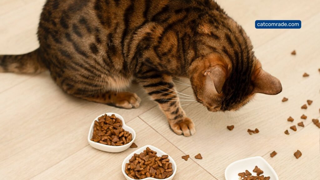 Why Do Cats Make A Mess With Their Food? Causes & Solutions